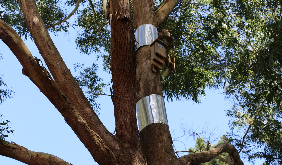 Peacocke - Hamilton's newest community | New Zealand Institute of ...